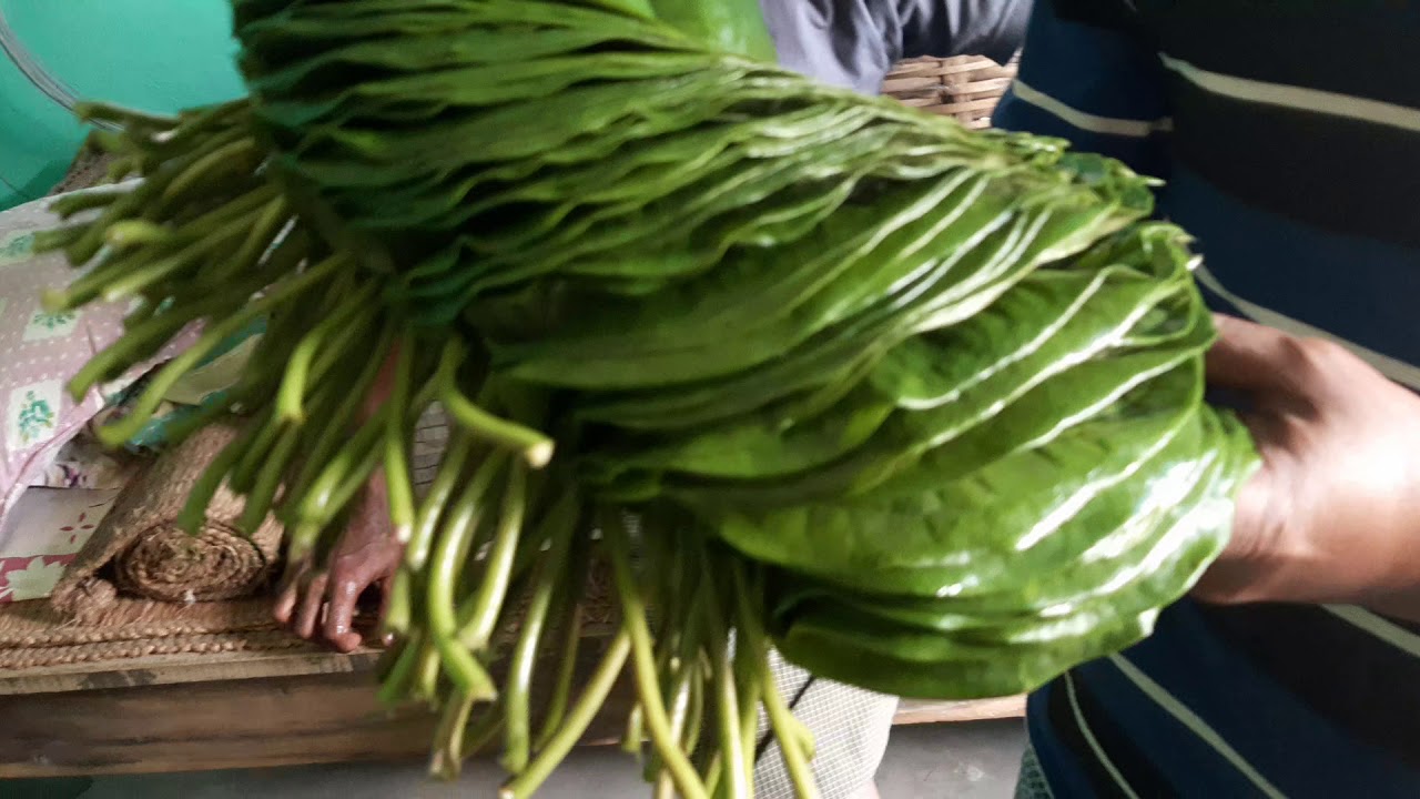 KOLKATA BETEL LEAF | PAAN WHOLESALE FOR SUPPLY | ALL TYPE OF KOLKATA ...