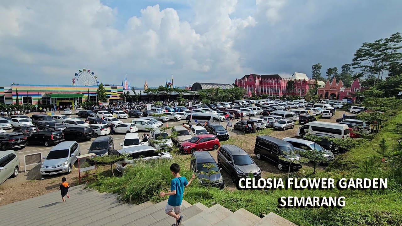 CELOSIA FLOWER GARDEN Taman Bunga Celosia SEMARANG 15APR24 - YouTube