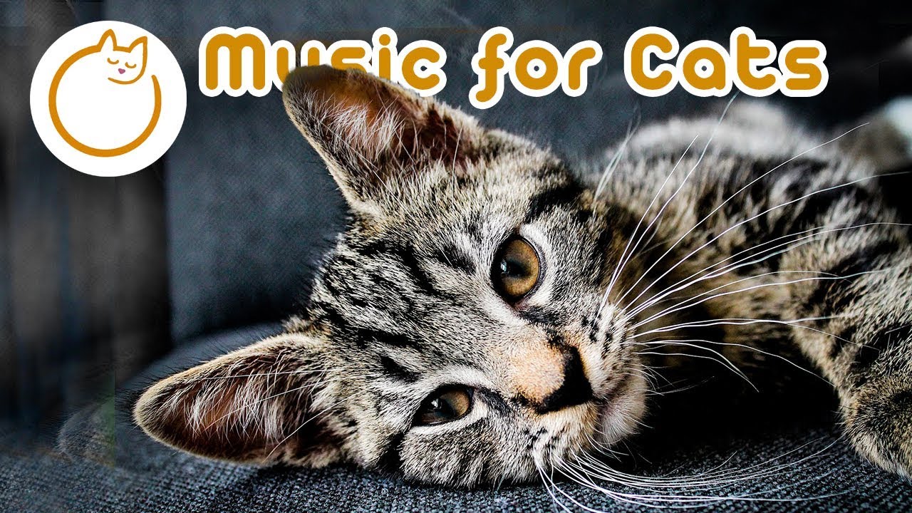 Cat Sleep Music The Most Relaxing Music EVER for Cats! - YouTube