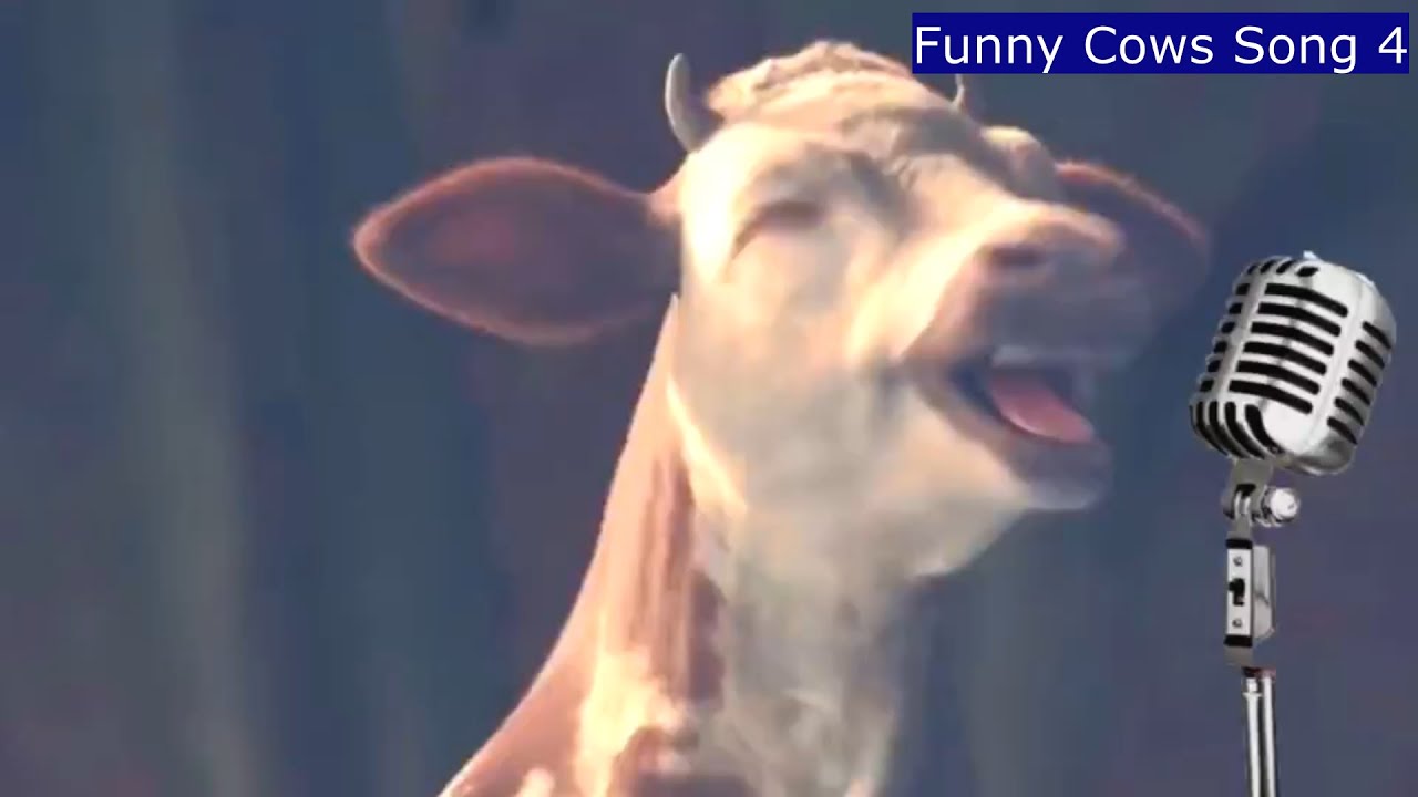 FUNNY COW DANCE 4 | COW DANCE & COW MUSIC WITH MOOING SOUNDS | COW ...