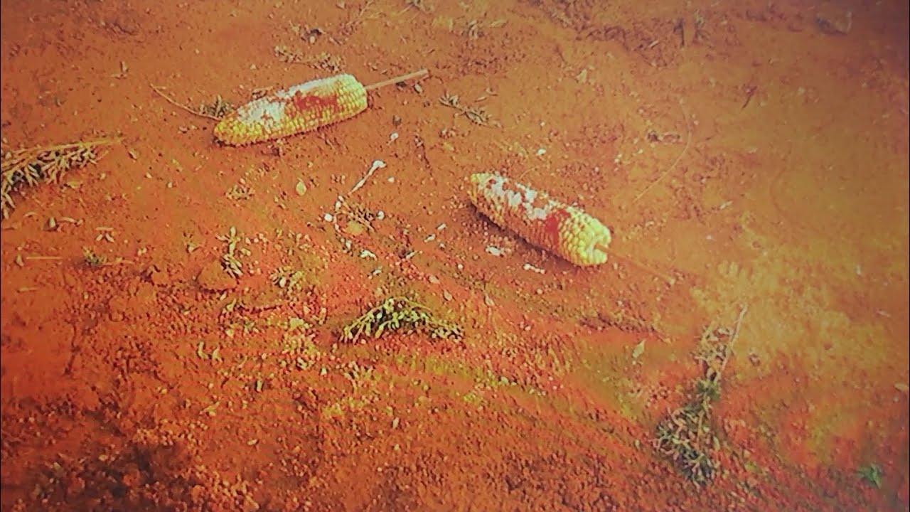 Nacho Libre l: Get that Corn out of my face! - YouTube