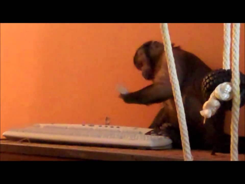 tiki monkey gets a new toy - YouTube