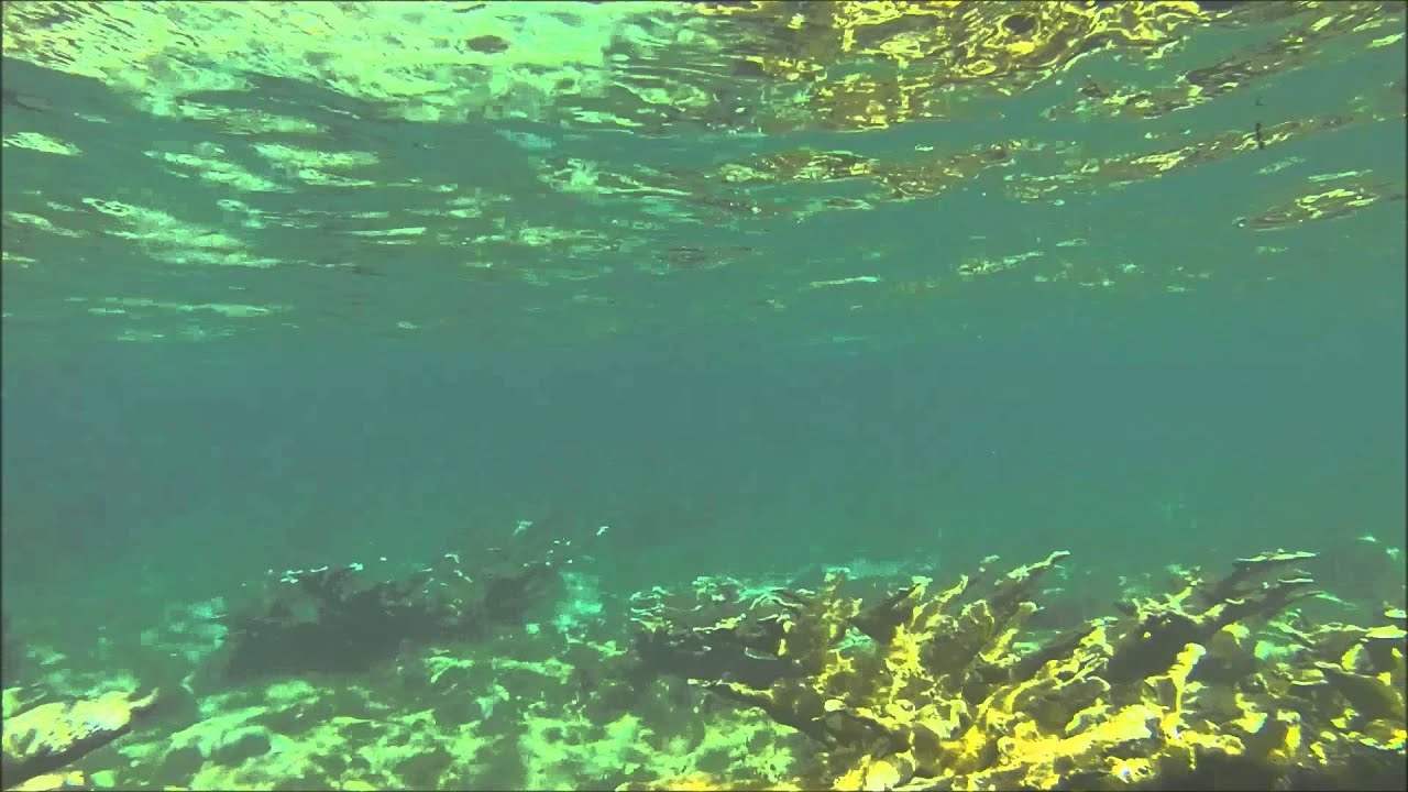 Snorkeling in 'Steps' Beach, Rincon, Puerto Rico - YouTube