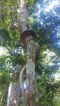 How to climb python on tree? - YouTube