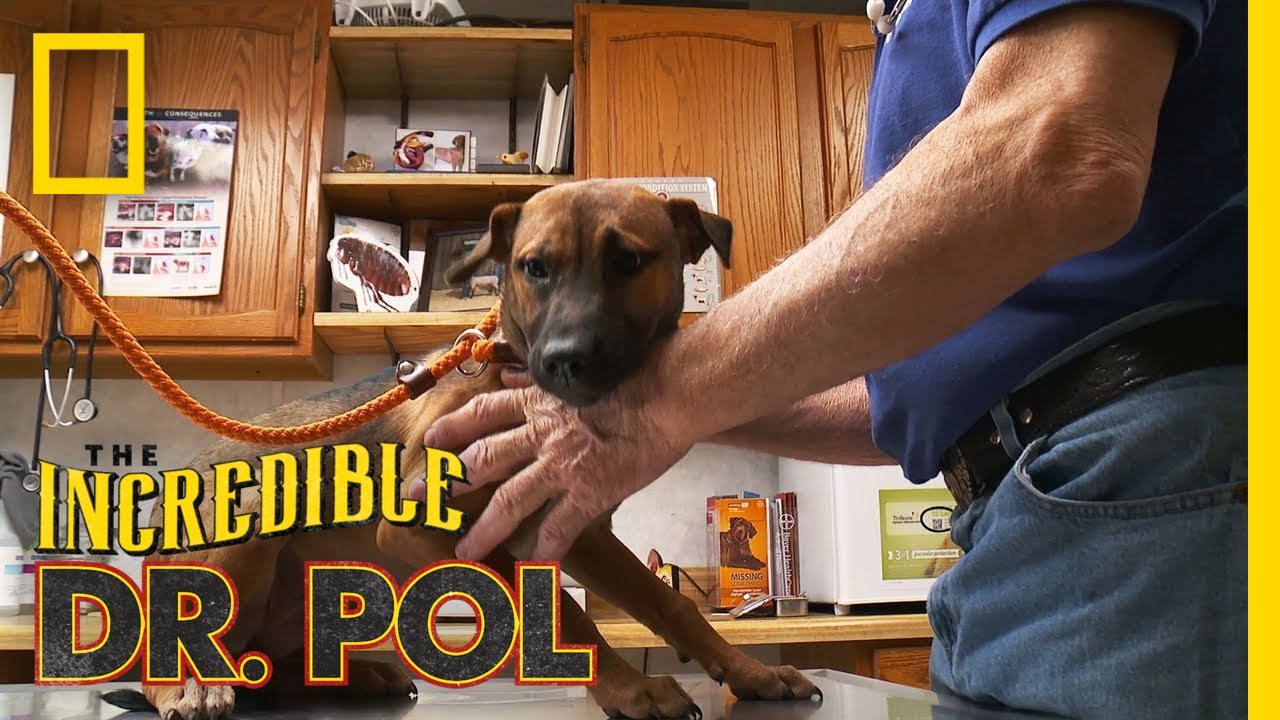 A Doggone Cutie! | The Incredible Dr. Pol - YouTube