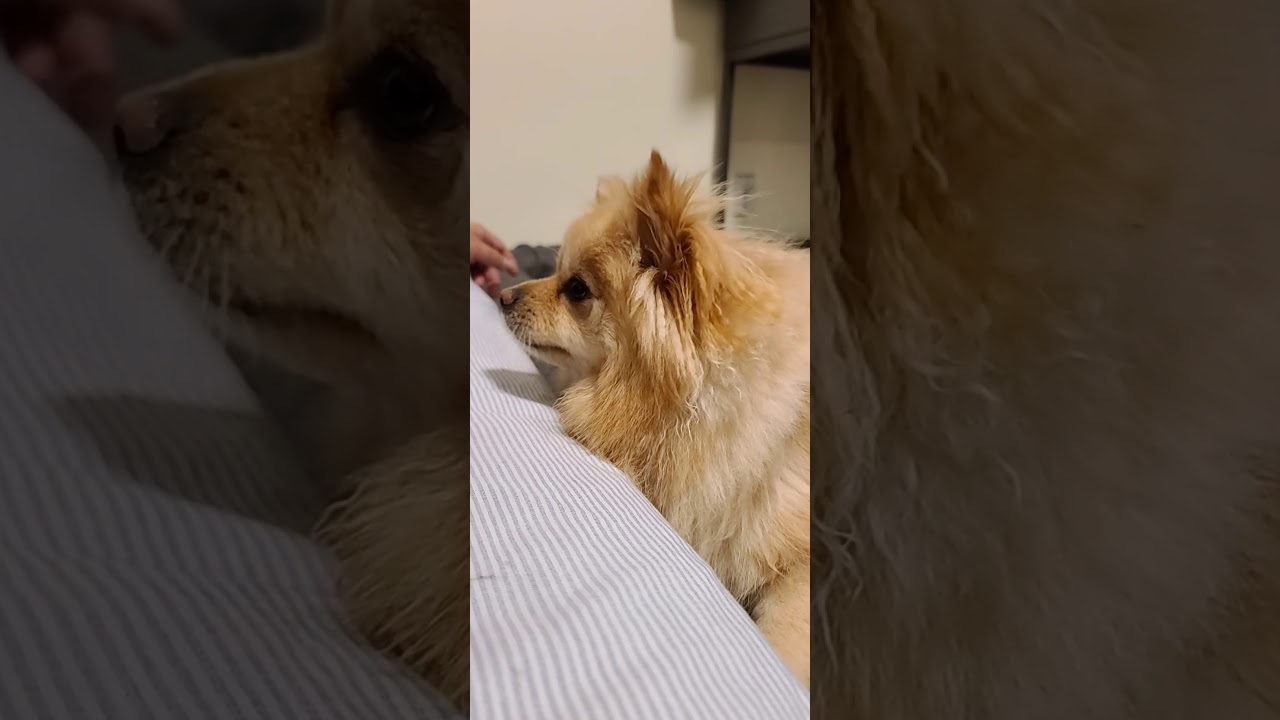 Pomeranian Howling - YouTube