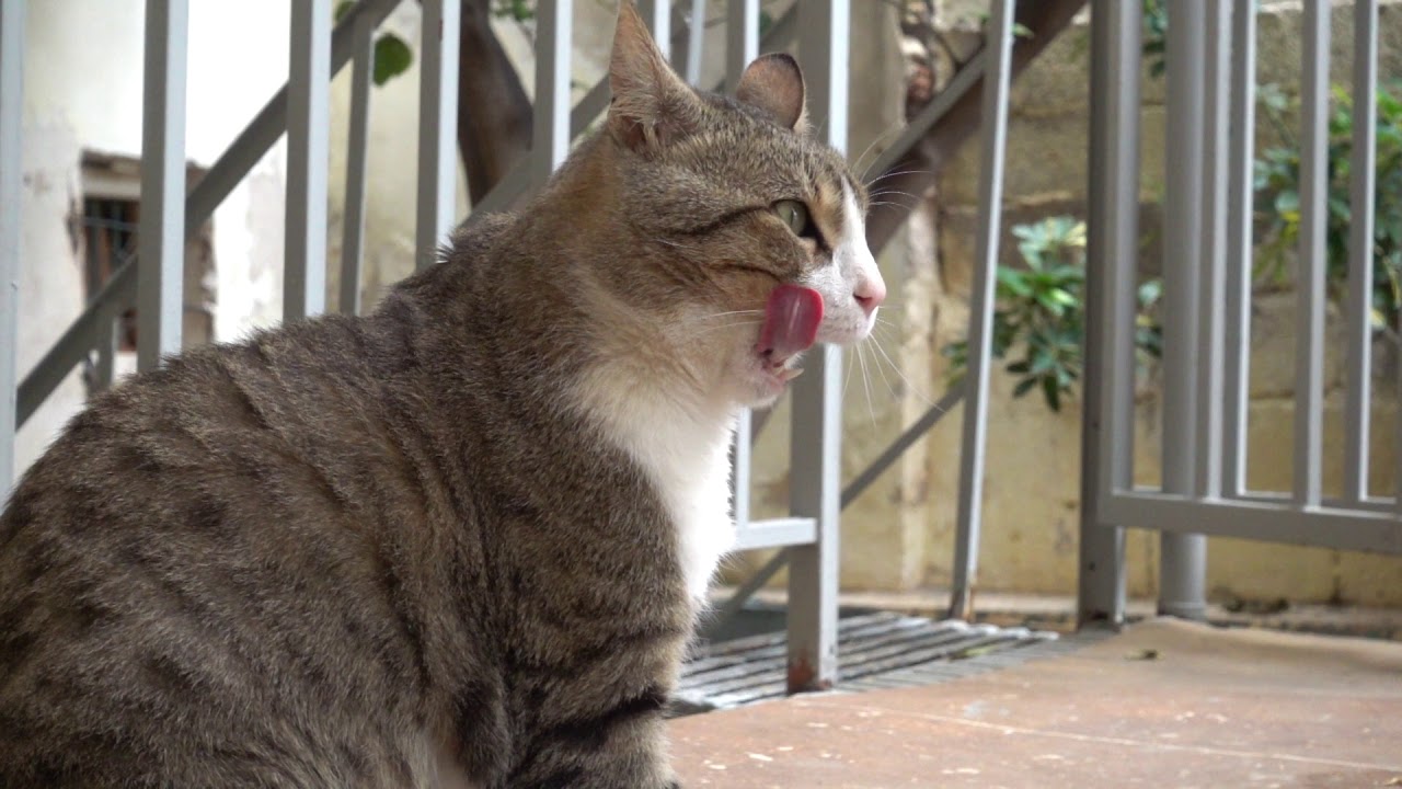 Sony RX100 V | Cats | Slow Motion | 500FPS - YouTube