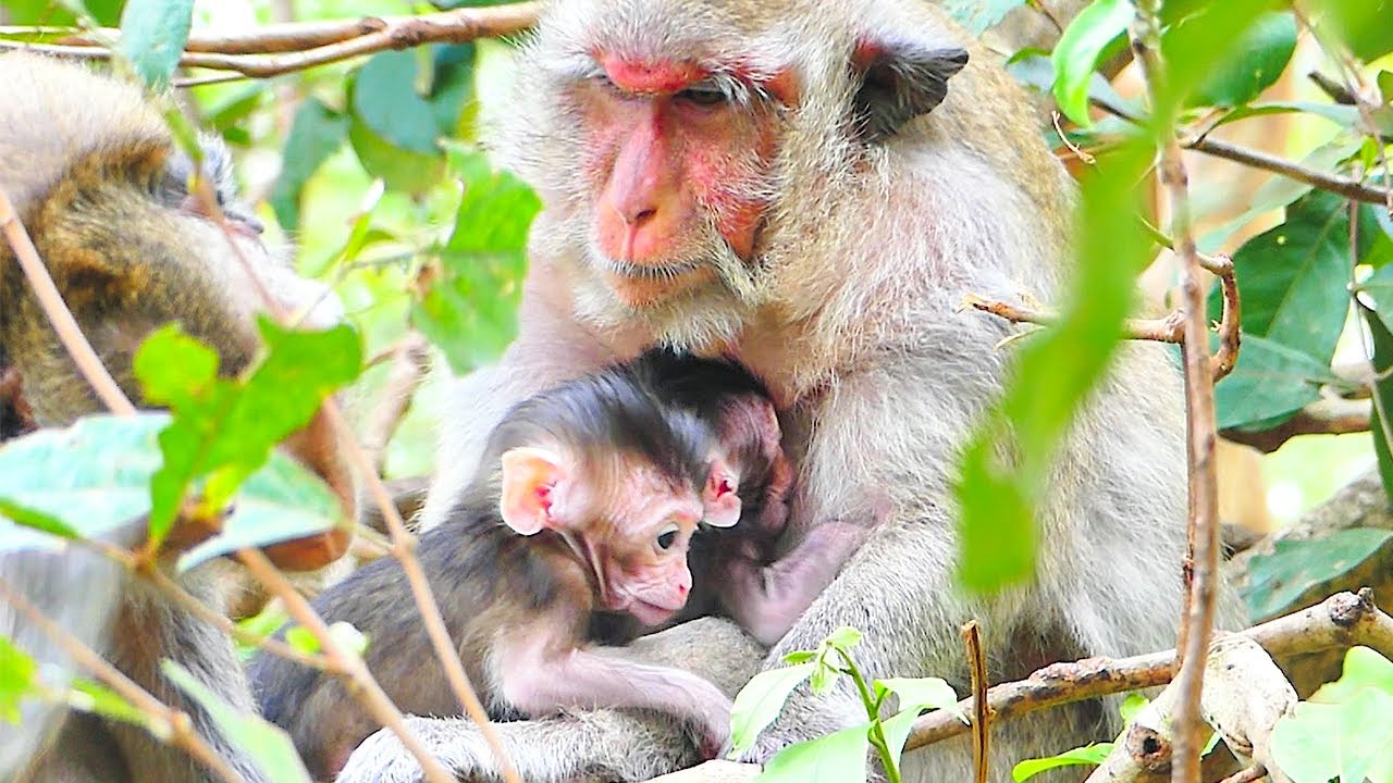 Twin baby Monkey...? Really adorable movement while two babies are ...