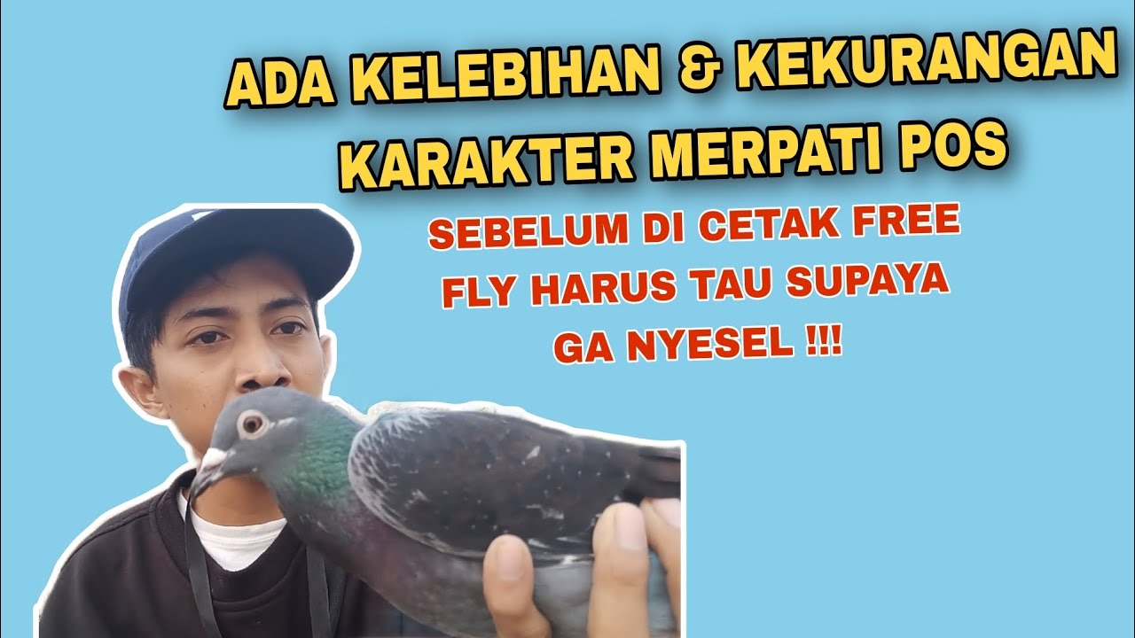 INI DIA KARAKTER BURUNG MERPATI POS FREE FLY - YouTube