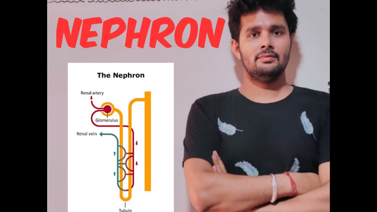 NEPHRON || LIFE PROCESS || Class- 10th || BIOLOGY || in HINDI - YouTube
