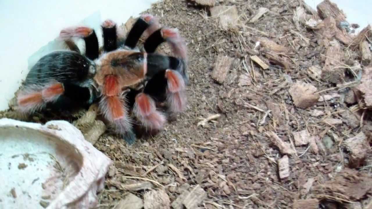 Tarantula Feeding #8 - YouTube