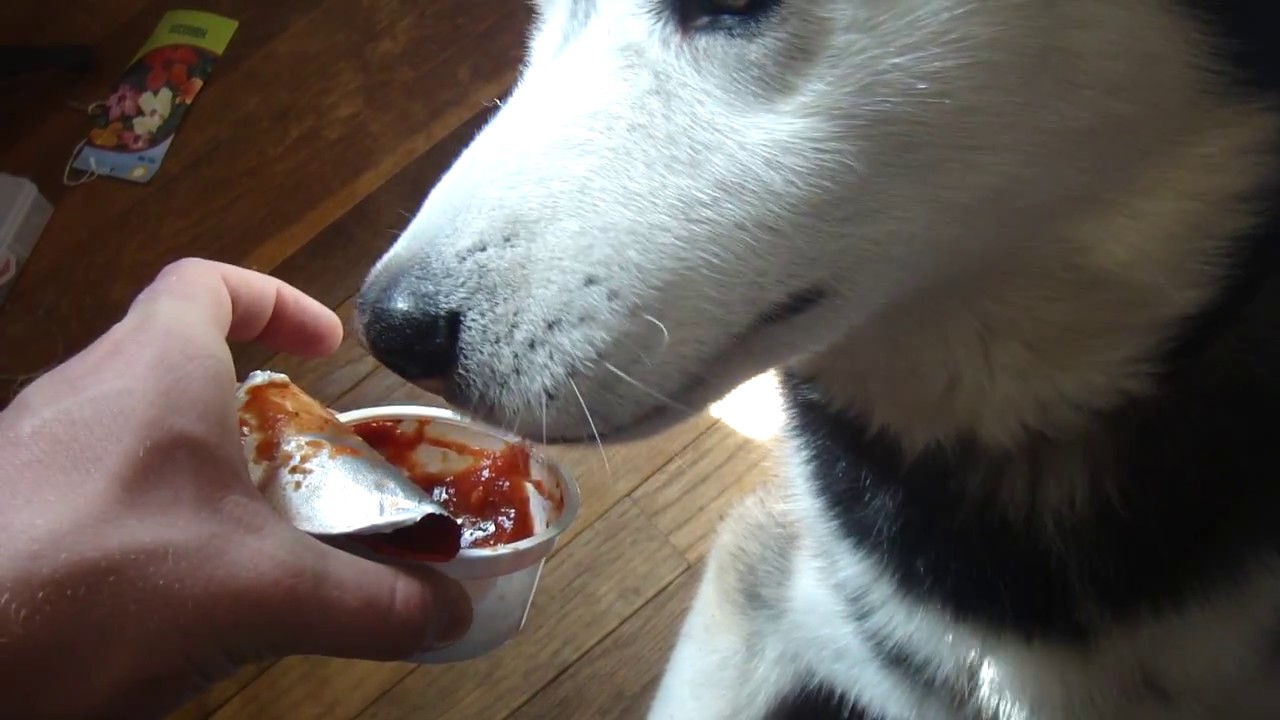 Siberian Husky Licking Pizza Sauce Cup - YouTube