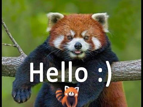 Funny Red panda scaring stone - YouTube