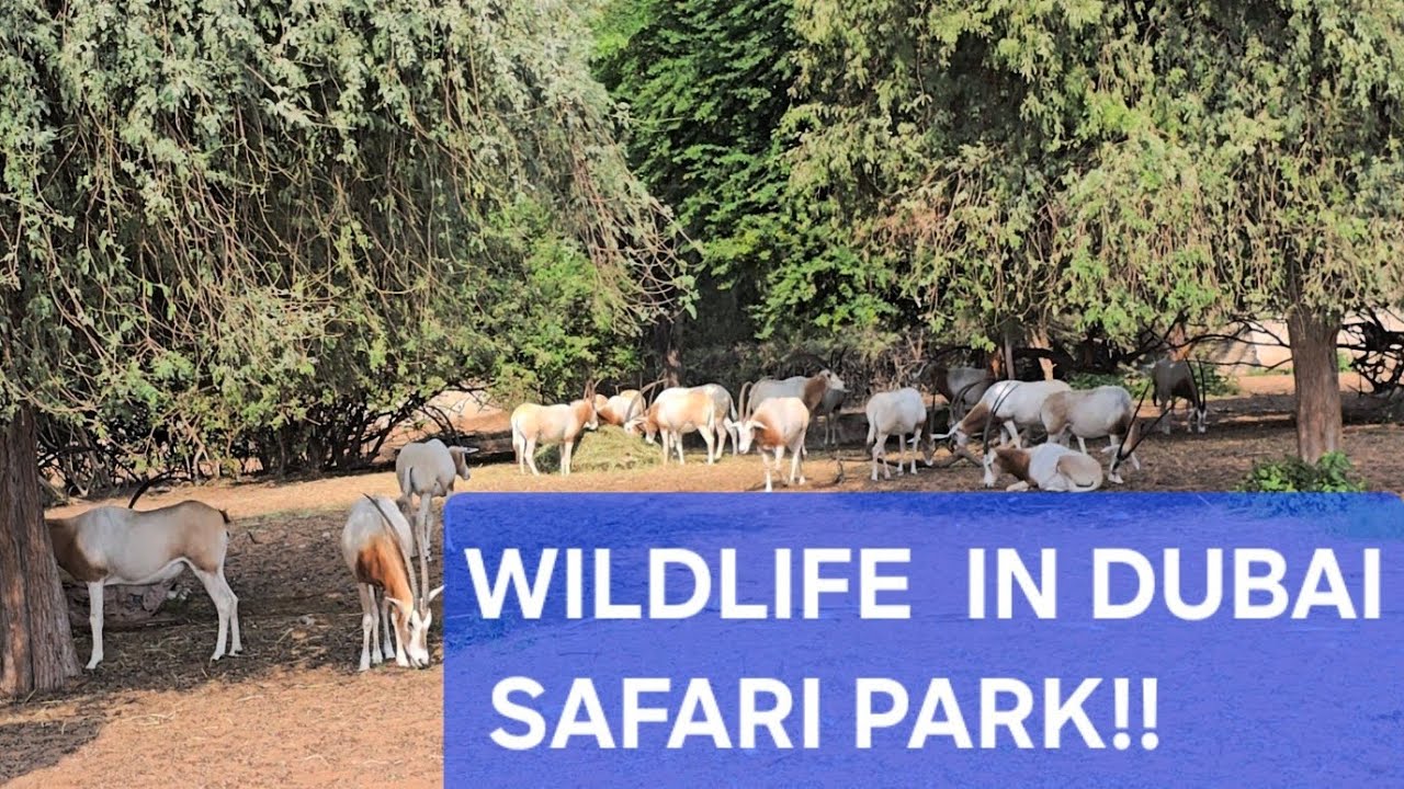Beautiful Wildlife in Dubai Safari Park #dubai #Wildlife # ...