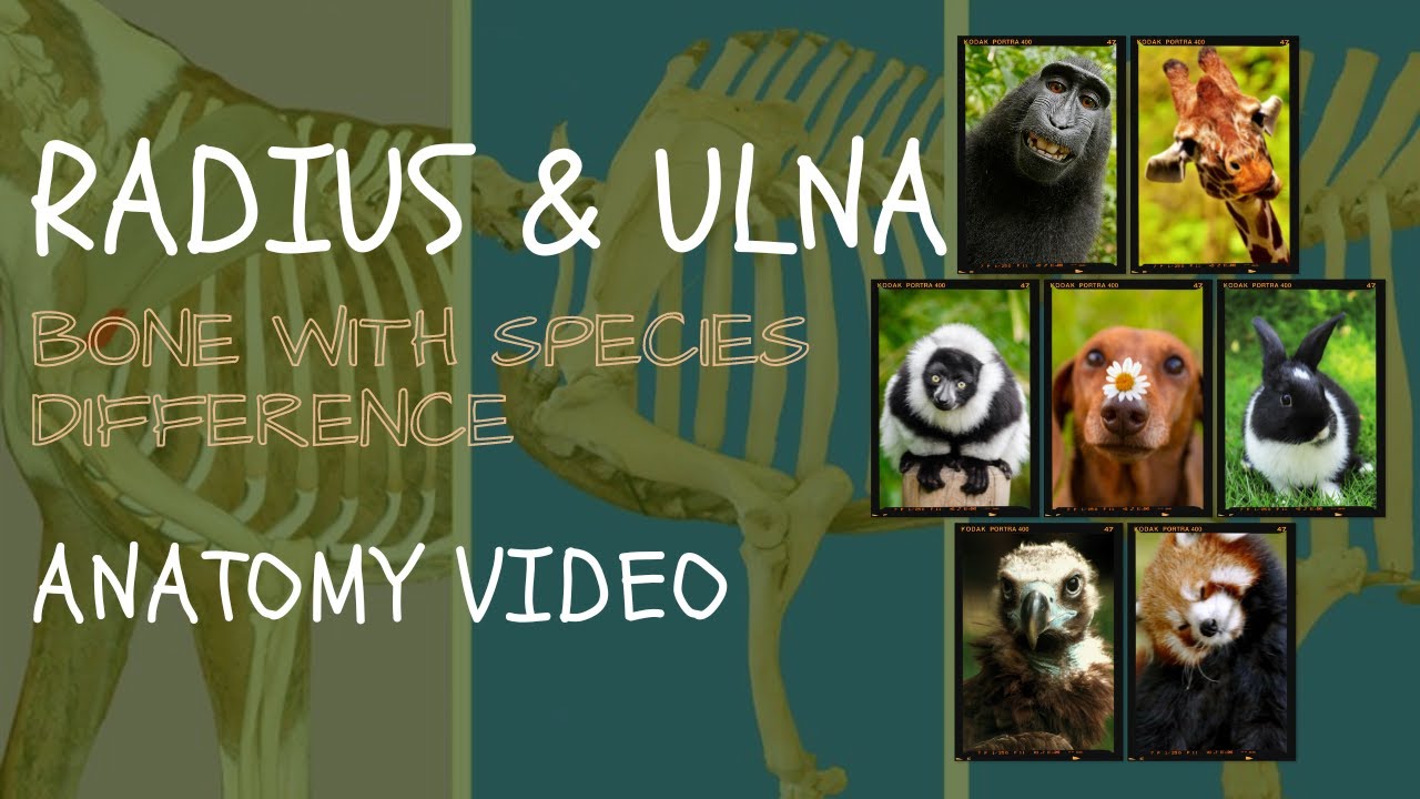 Radius and Ulna of Dog | Osteology of Dog | Forelimb | Front leg ...