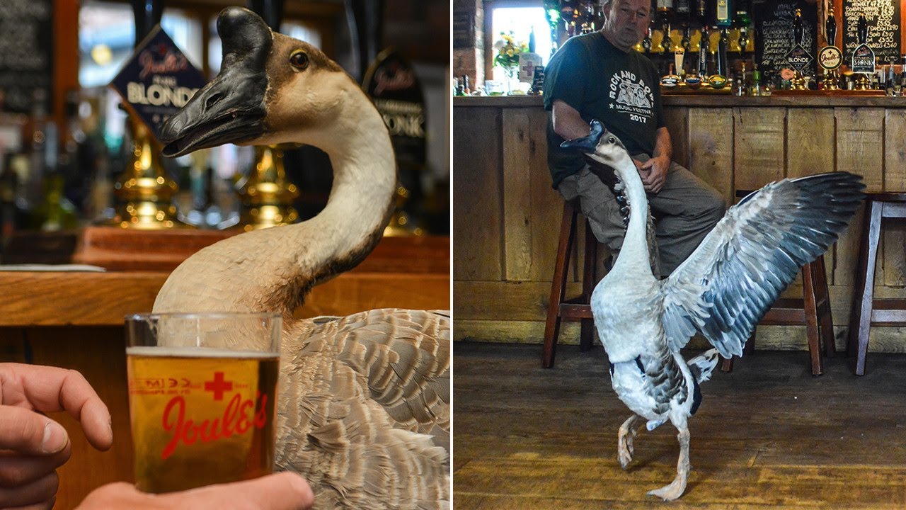 This Adopted Goose Loves Hanging Out With His Owners at the Local Pub ...