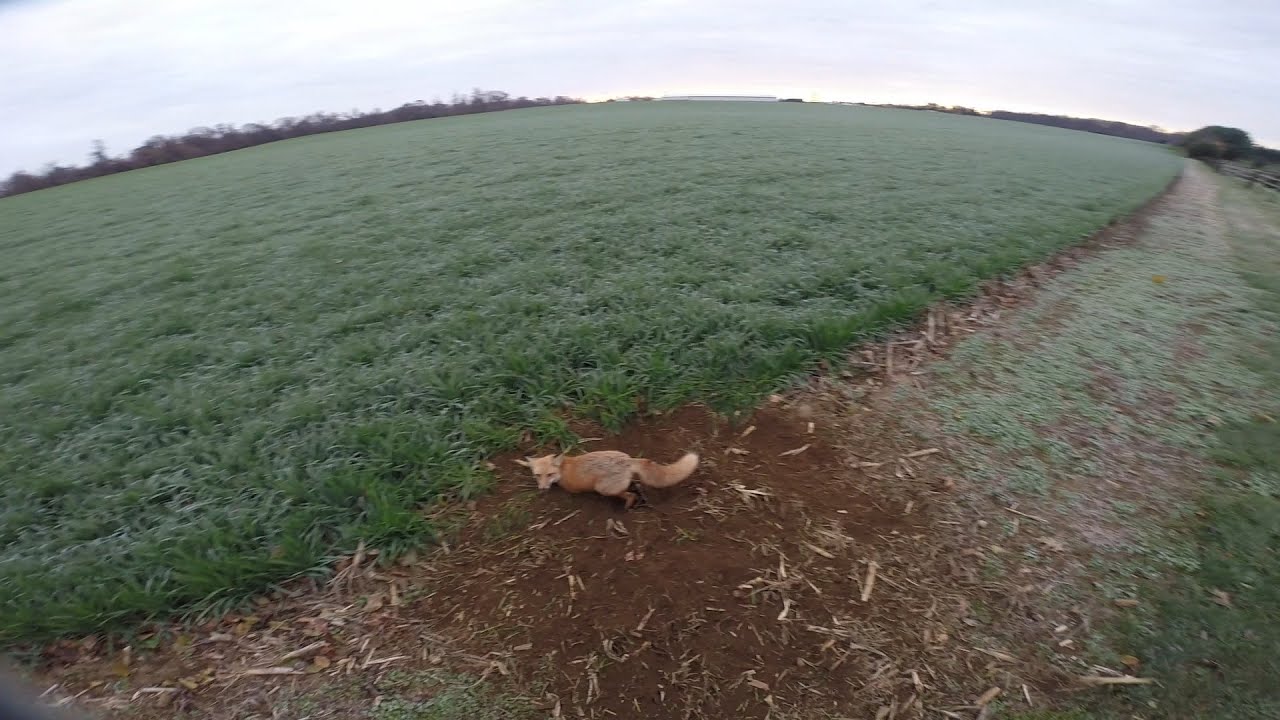 Fox Trapping, another catch November 24, 2015 Cecil County Maryland ...