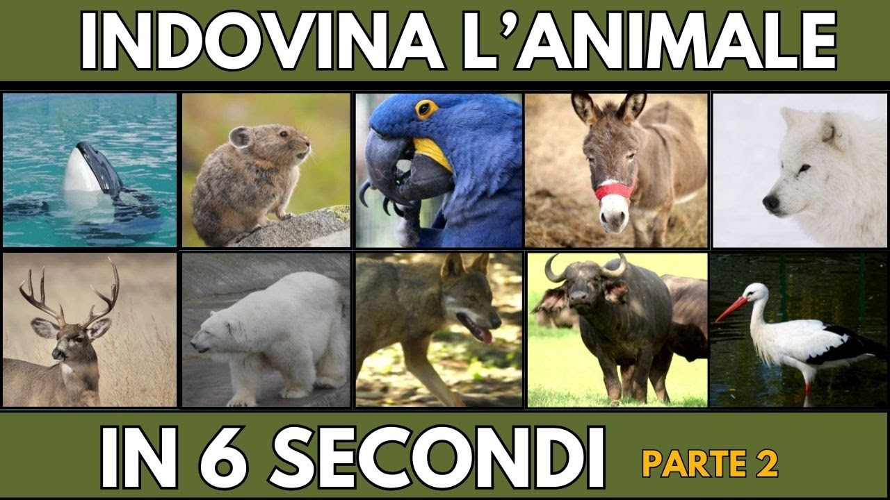 Indovina l'ANIMALE IN 6 Secondi PARTE 2 | Quiz ANIMALI - YouTube