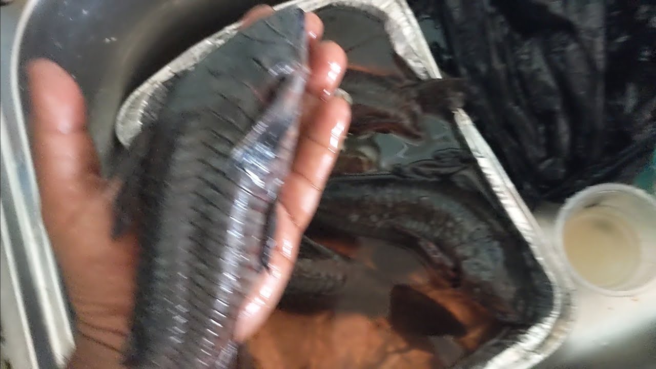 Cooking Florida Hassa Thanks to Mr Deo and Monica - YouTube