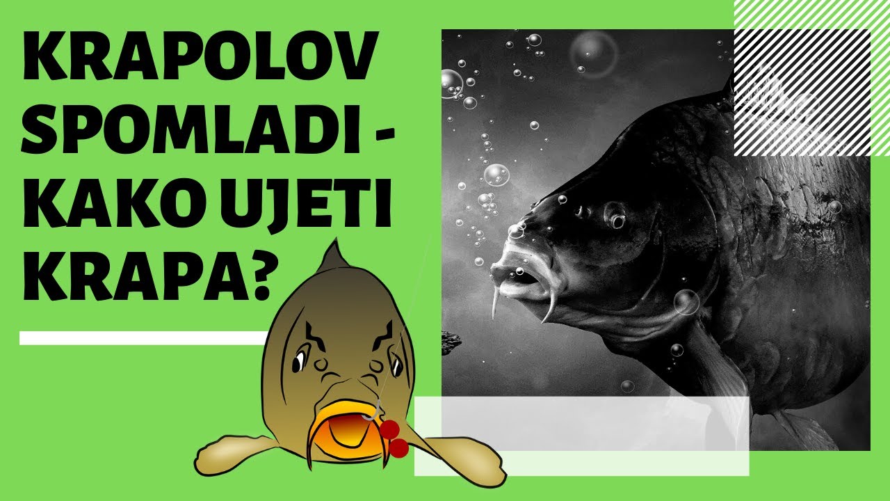 Krapolov spomladi – kako ujeti velikega krapa? - YouTube