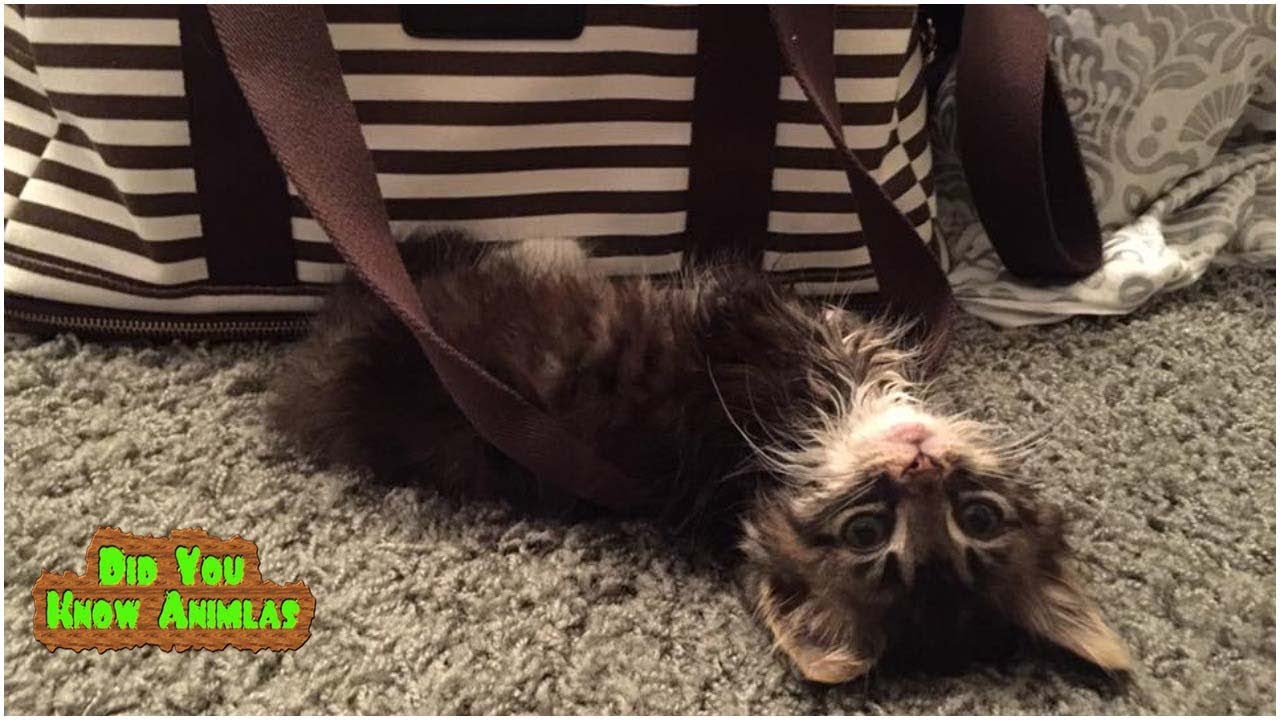 Shelter Staff Spotted This Kitten Walking Weirdly Then An X ray ...