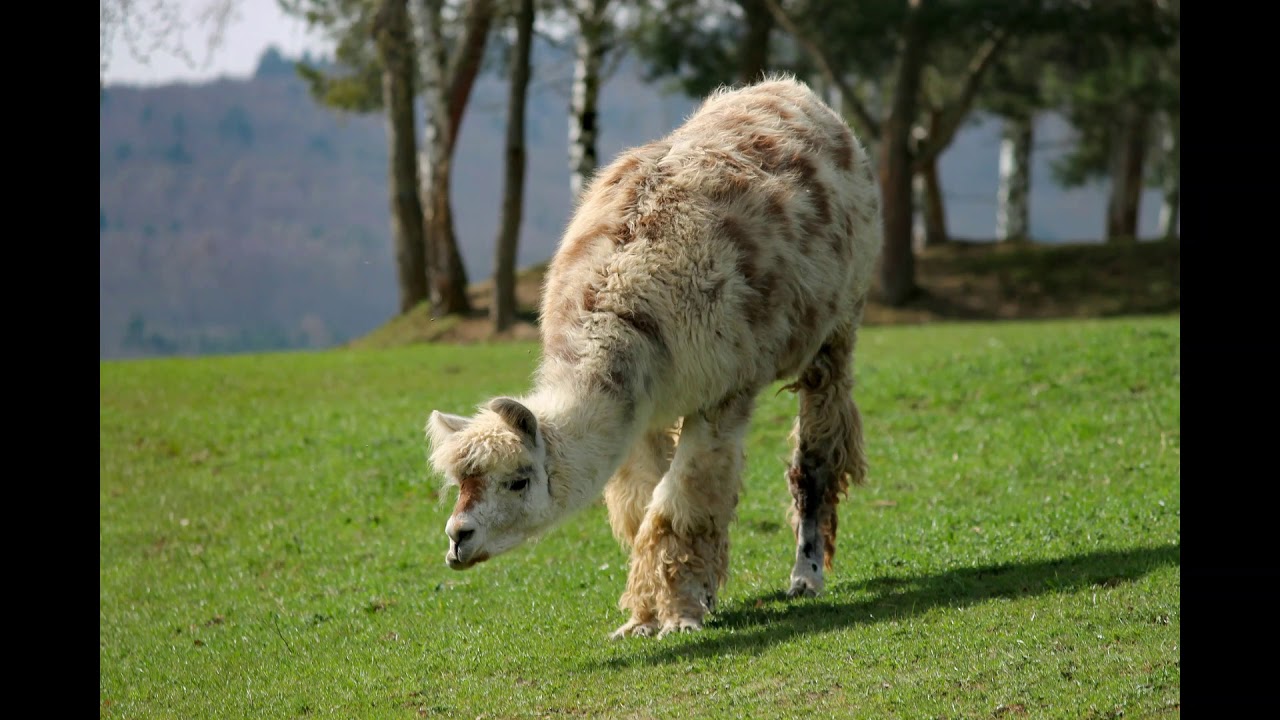 Llama Sound Effect - YouTube