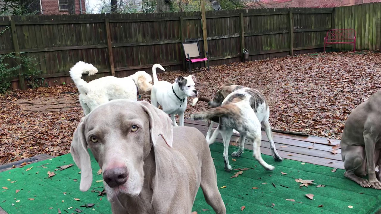 12/12 Zack Lainey Roo Ernie Bella Joey Frida Finn - YouTube