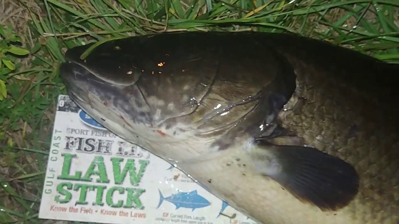 25 inch bowfin caught in South Florida - YouTube