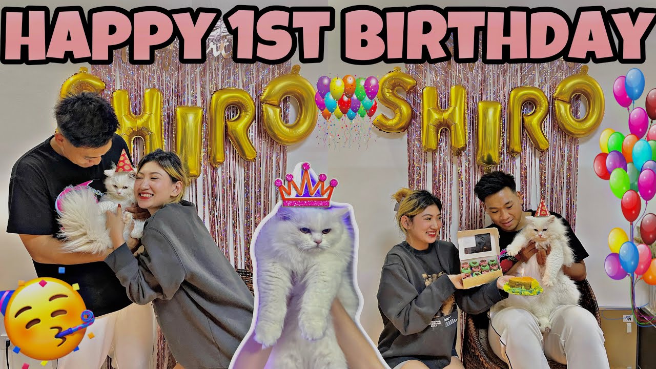 Happy 1st Birthday SHIROKUN! 🤍 - YouTube