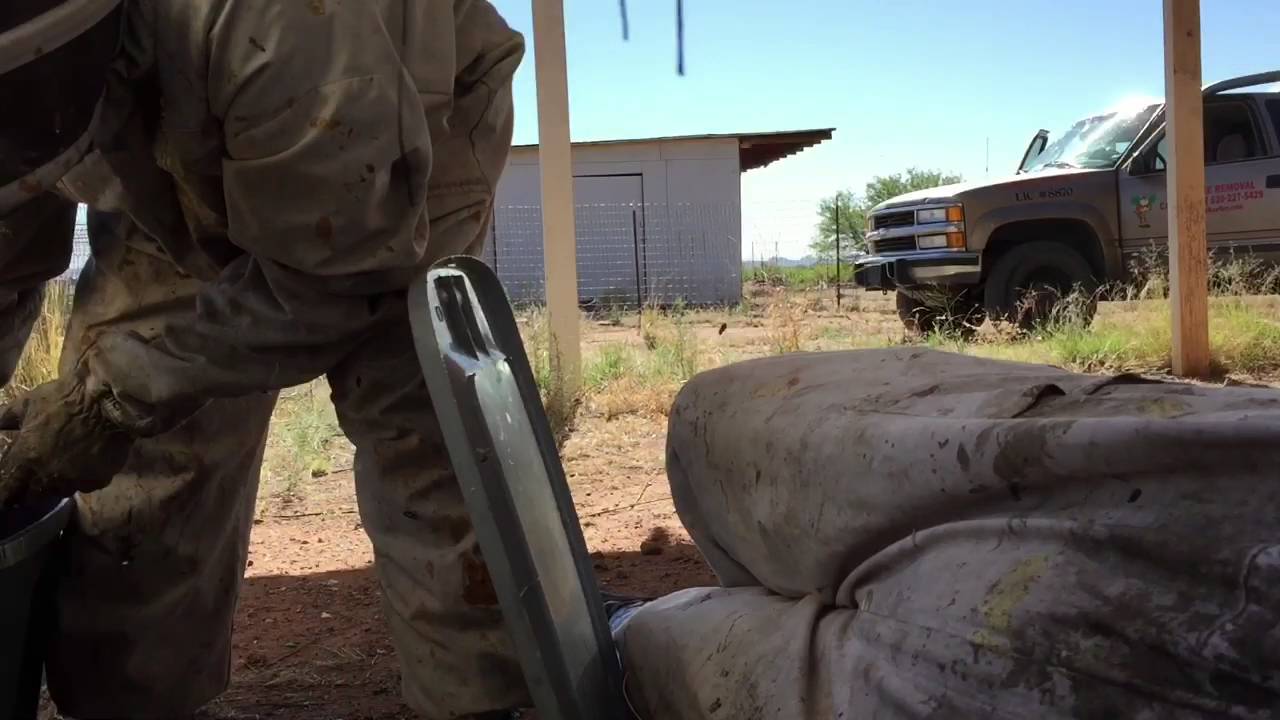 Killer Bees Guarded Honey - YouTube
