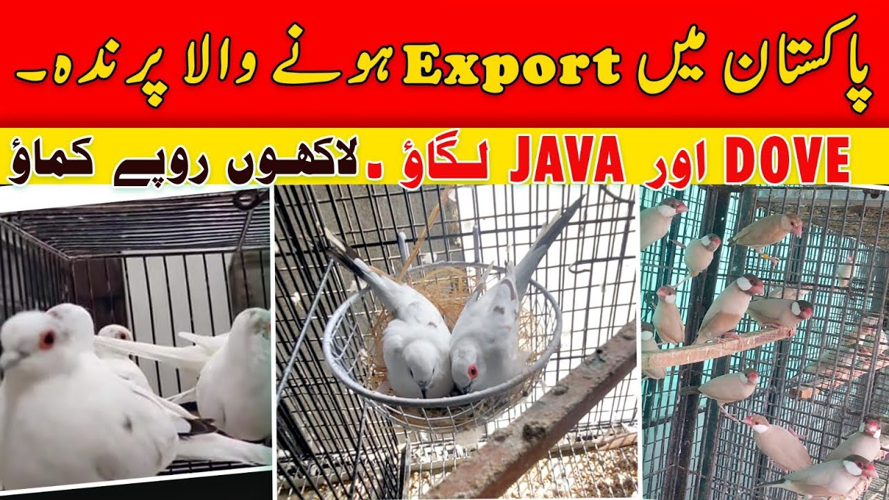 High quality Breeding setup of diamond pied dove and fawn java - YouTube