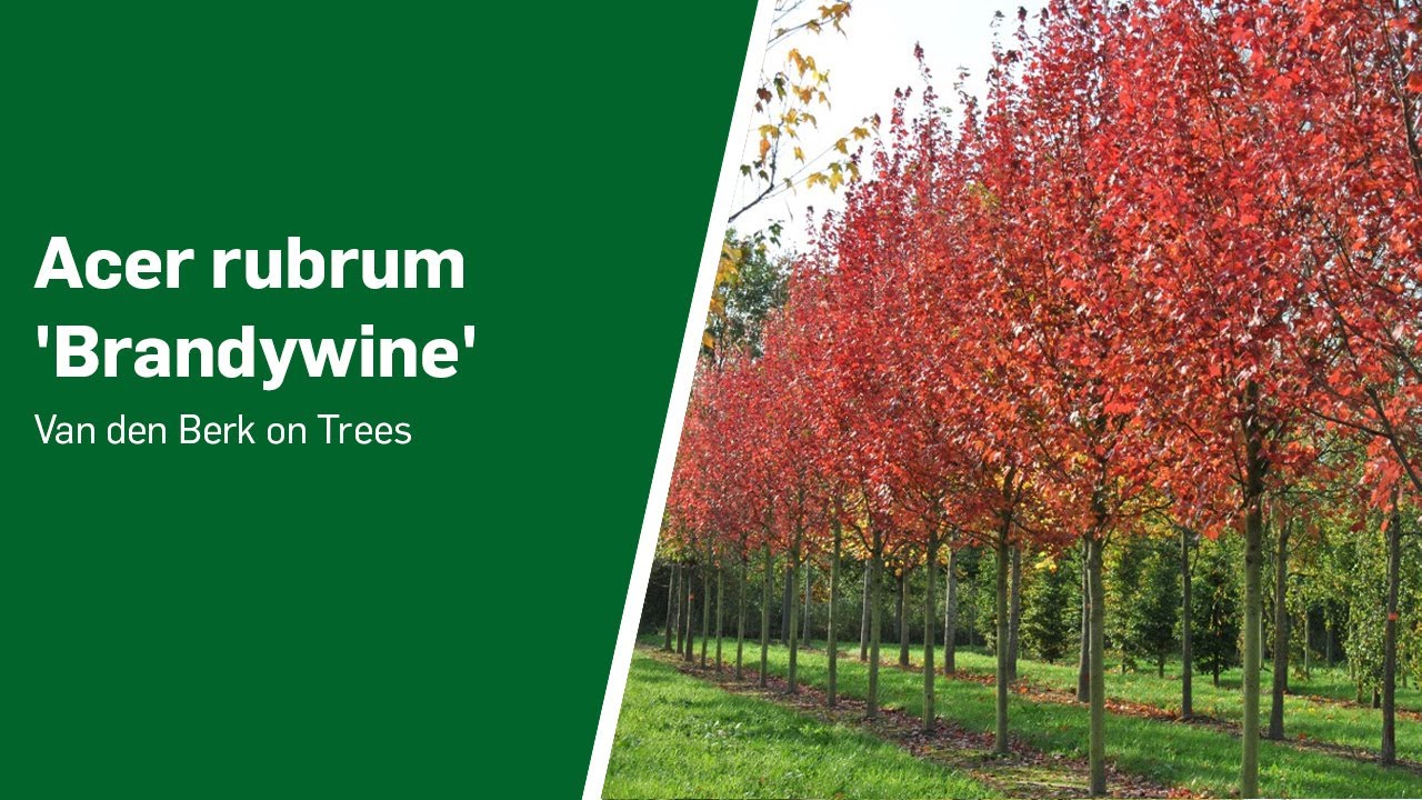 Acer rubrum 'Brandywine' - Van den Berk on Trees - YouTube