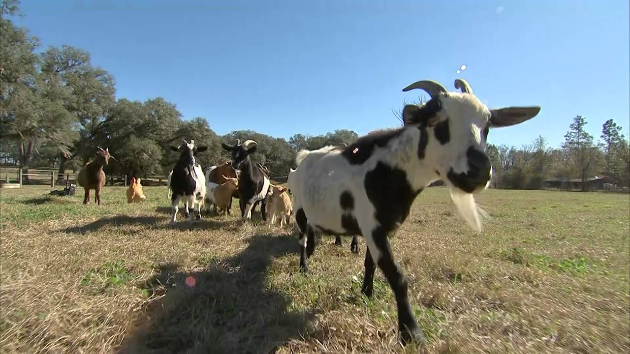 “Ole Red” Talks About Florida’s Goat Industry - YouTube