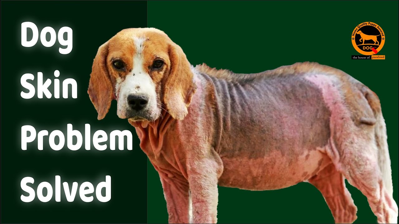 Dog skin infection | Dog skin care | Dog skin disease treatment ...