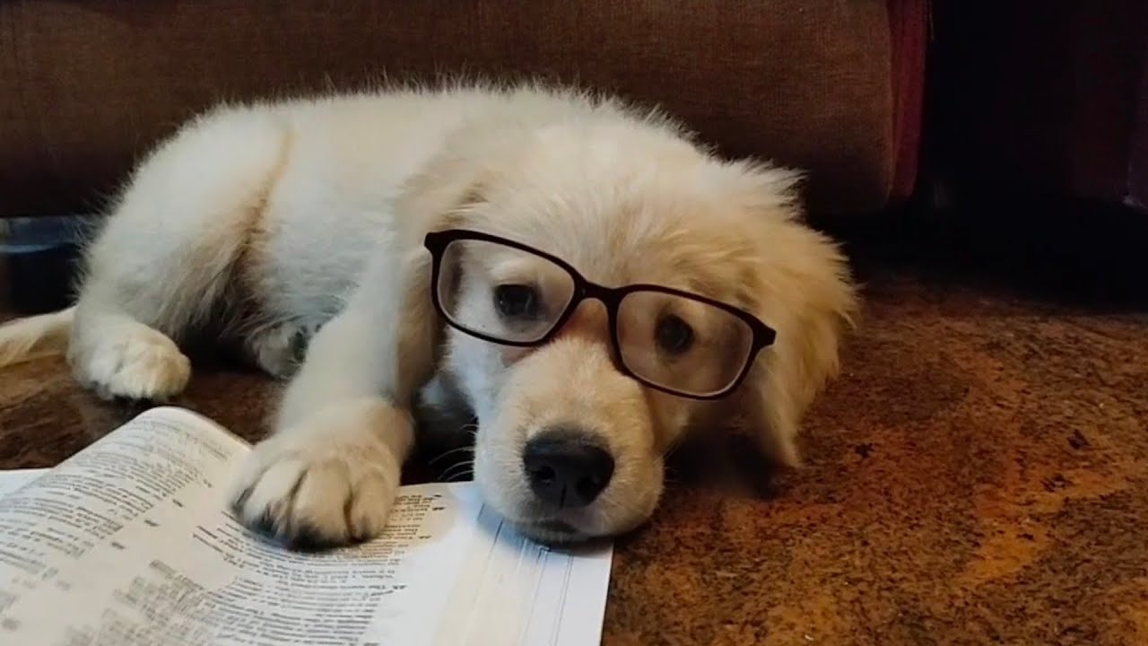 Cute puppy studying | nerd puppy🐾🐾| @vickytheretriever3998 #cutepuppy# ...