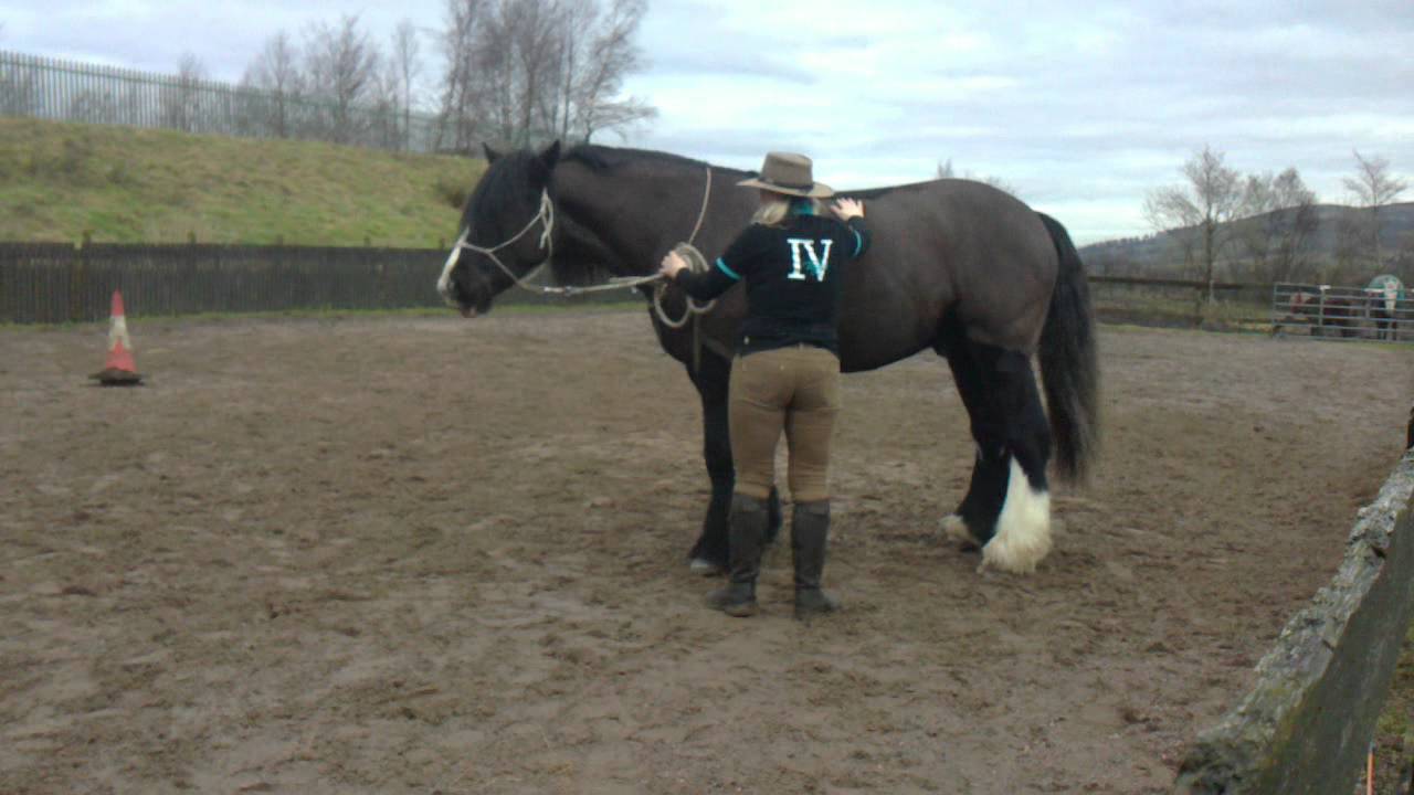 Clinton Anderson Method Moving The Hindquarters - YouTube