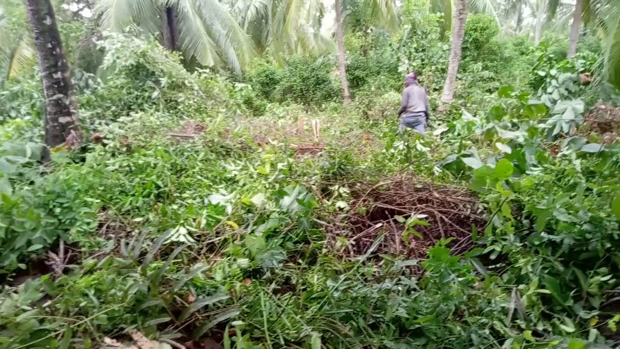 Hutan belukar - YouTube