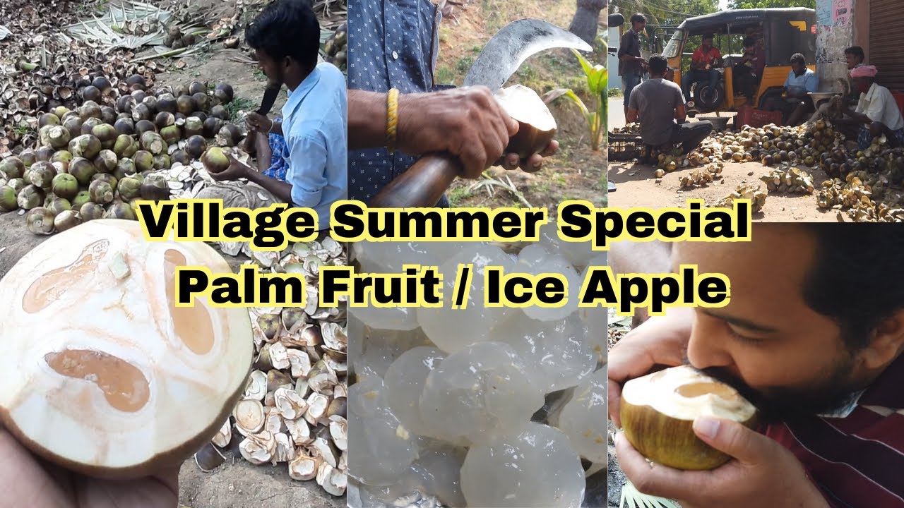 Summer Special Palm Fruit | Ice Apple Harvesting and Tasting - YouTube