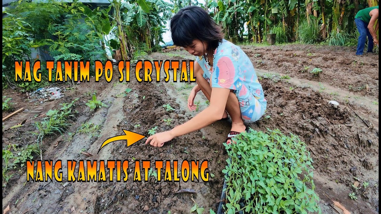 Nag tanim si Crystal ng Kamatis at Talong - YouTube