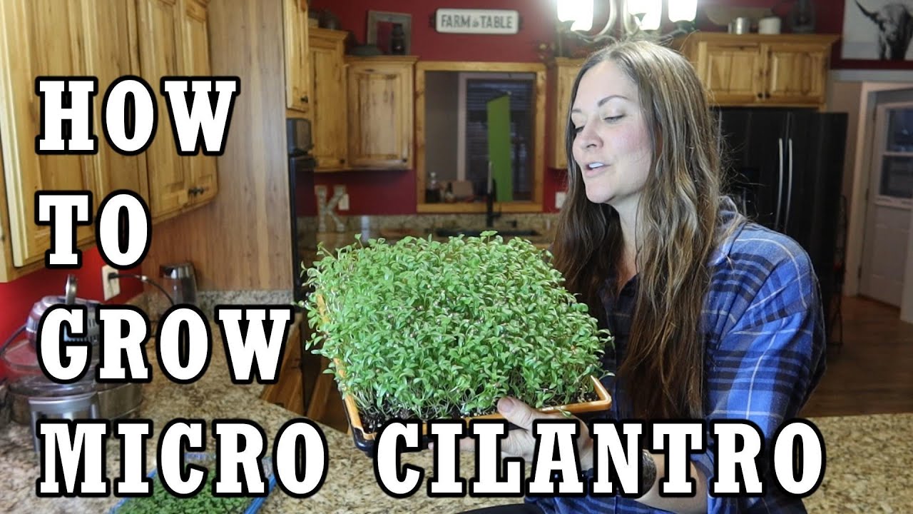 HOW TO GROW MICRO CILANTRO - YouTube