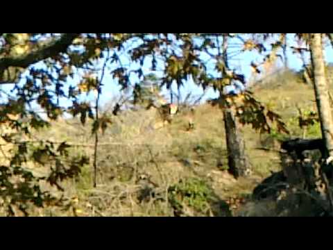 Συναντηση με ελαφι,Εθνικος Δρυμος Παρνηθας - YouTube