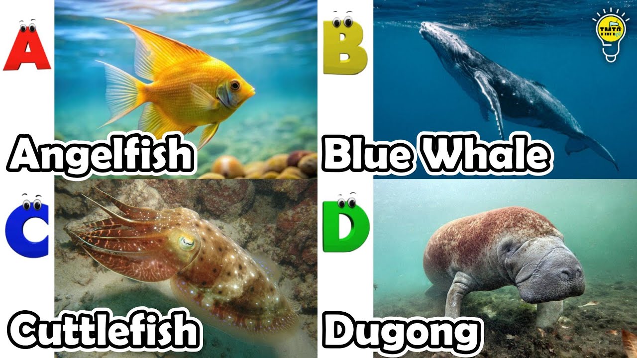 ABC phonics animals | ABC Sea Animals song | English and Animals for ...