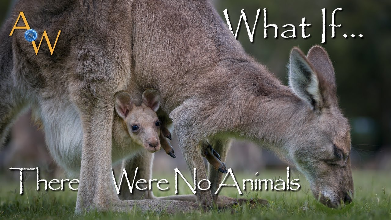 Always Bouncing Forward - "Amazing World" - Kangaroo Animal Video - YouTube