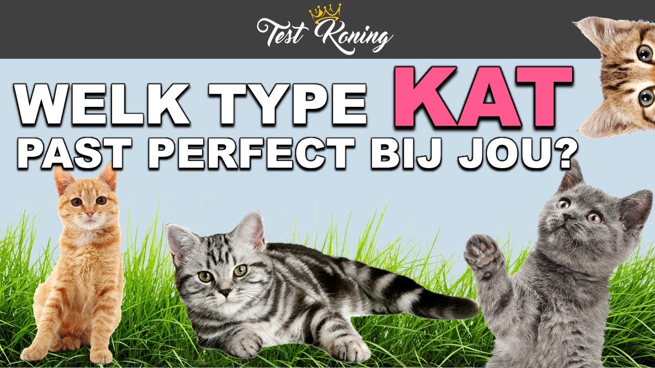 Welk Type Kat Past Perfect Bij Jou? - YouTube