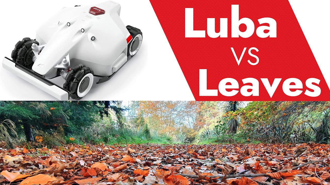 Luba VS the leaves... I was surprised by the results! - YouTube