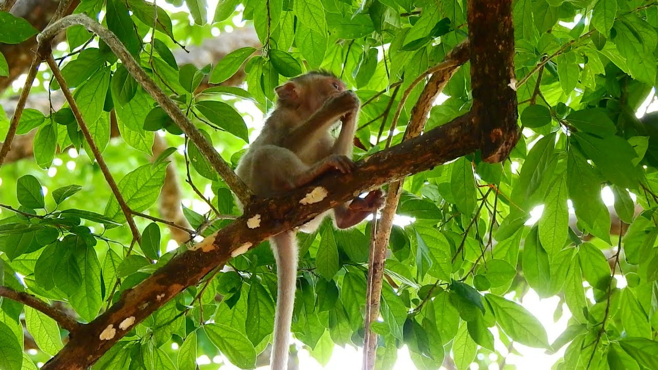 Little monkey playing in the tree looking don't care from mom - YouTube