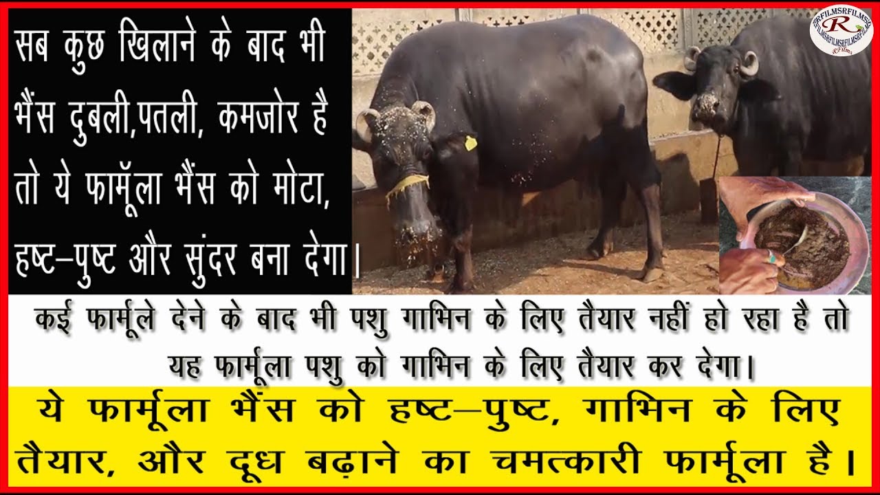 दुबली पतली भैंस को मोटा ताजा बनाने का चमत्कारी फॉर्मूला, Formula for ...