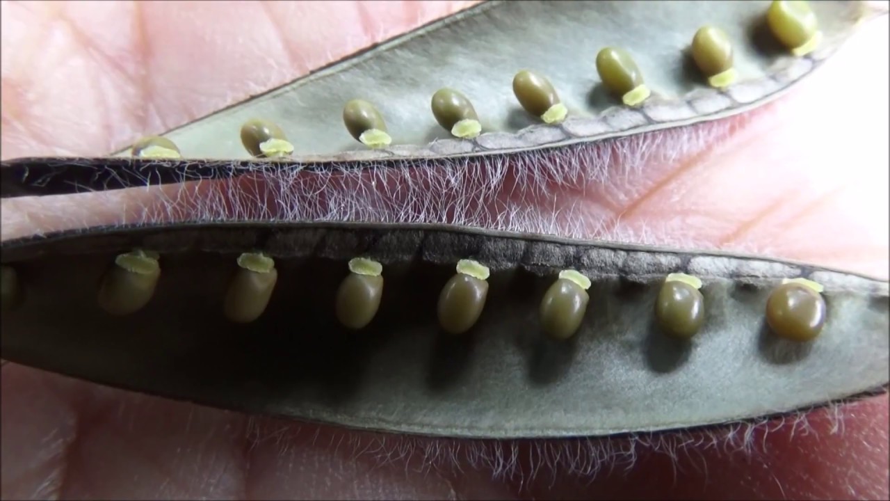Seeds - seed-pods - common broom - YouTube