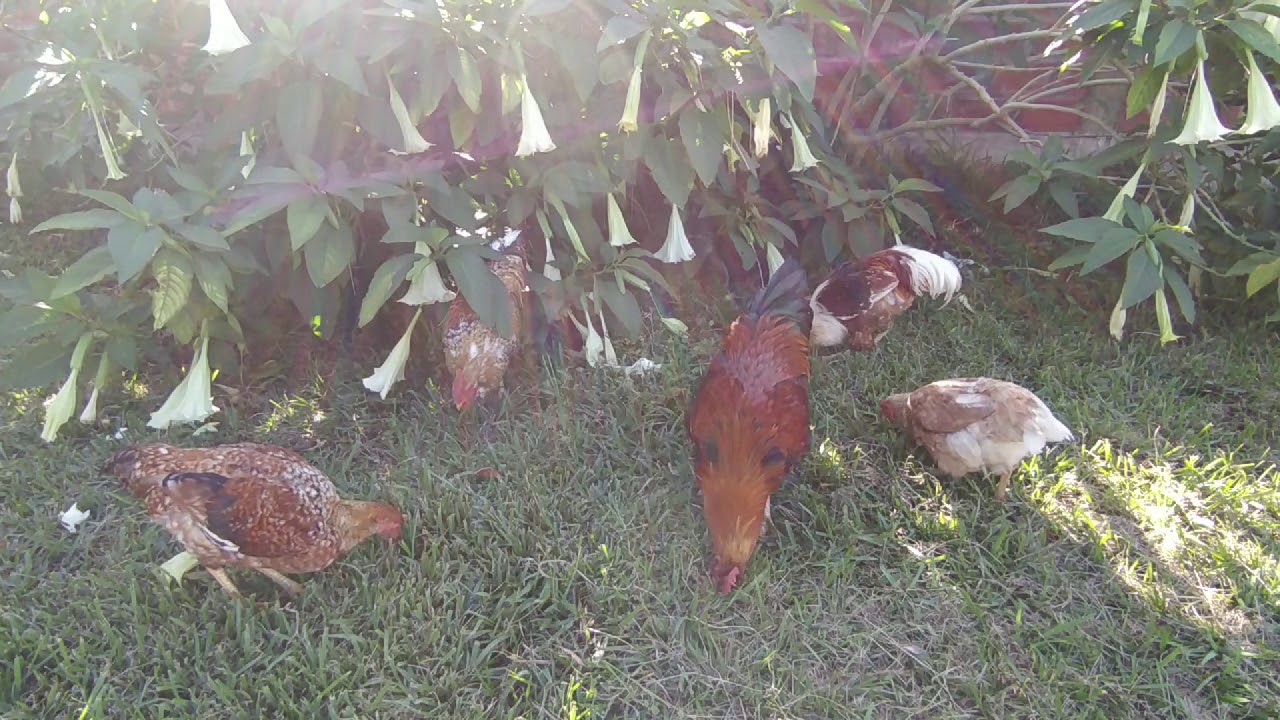 Gallinas de Campo Cacareando, Cantando, Alimentándose bajo un floripon ...