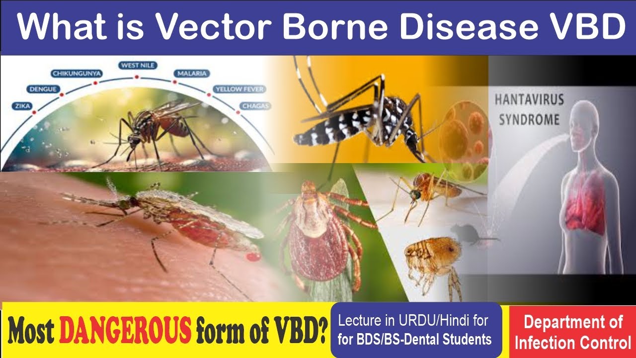 Vector Borne Diseases VBD | Diseases types | Dengue, Malaria, Yellow ...